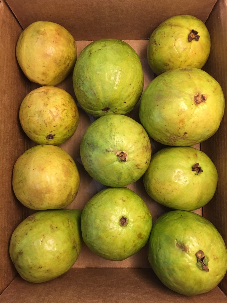 Red Guava Psidium Guajava Guayaba 150 Seeds Organic - Etsy