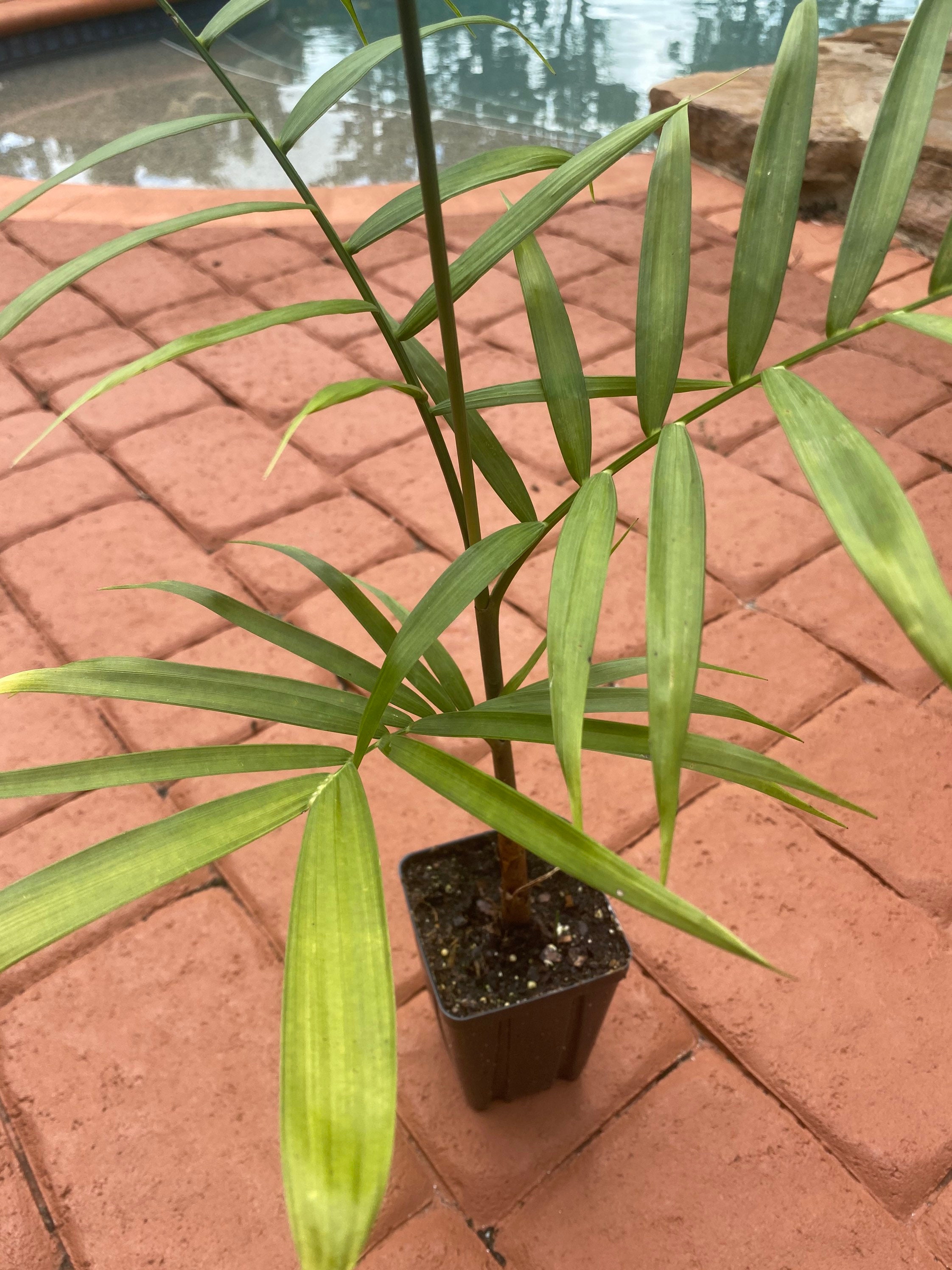 Chamaedorea Seifrizii Palm Bamboo Indoor or Outdoor Plant | Etsy