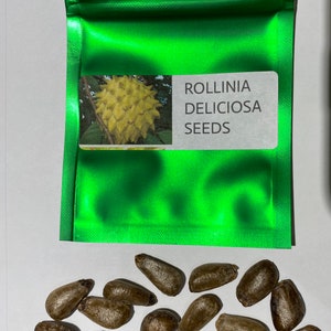 5 Rollinia Deliciosa Seeds Biriba Rollinia Mucosa Rare Tropical Fruit ...