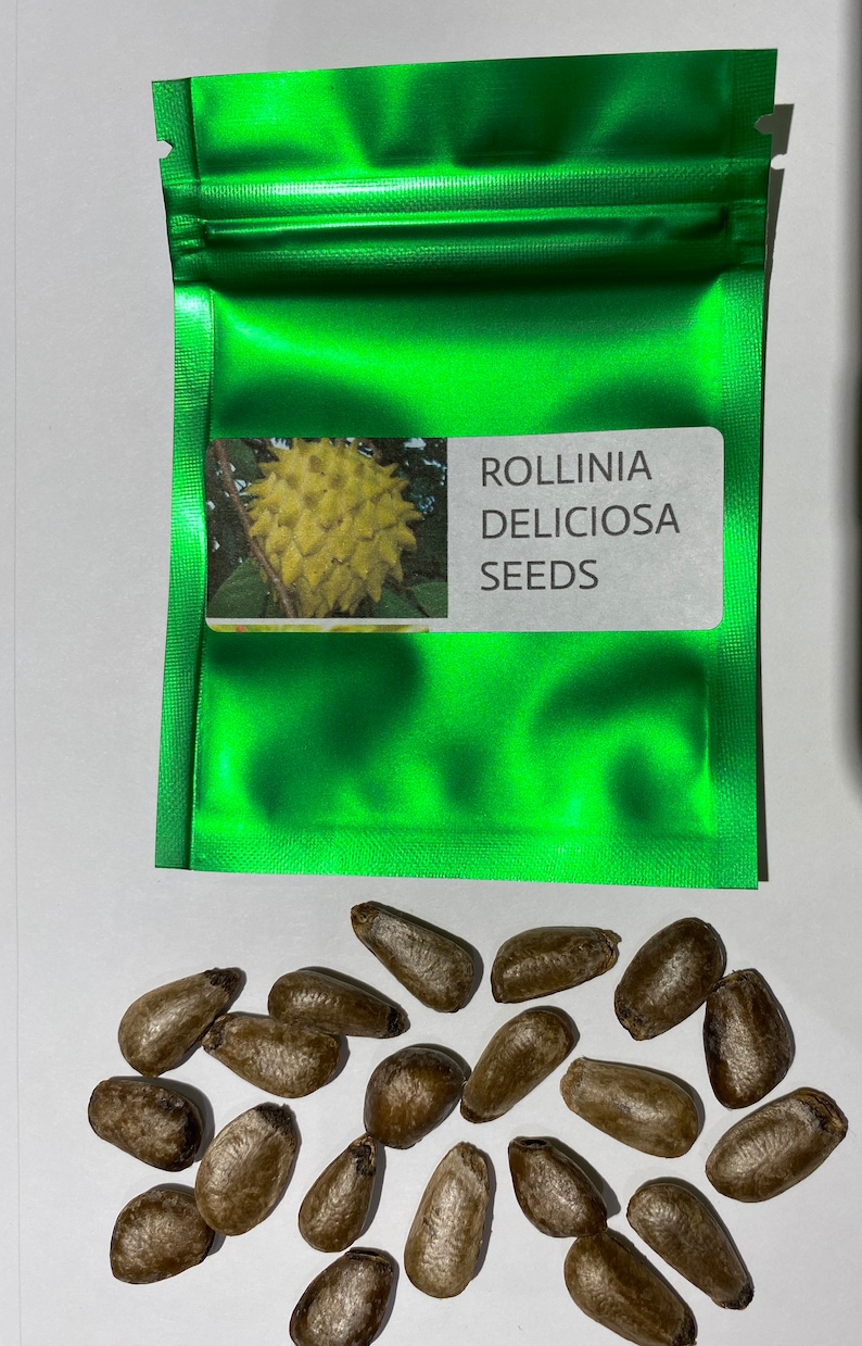 5 Rollinia Deliciosa Seeds Biriba Rollinia Mucosa Rare Tropical Fruit ...