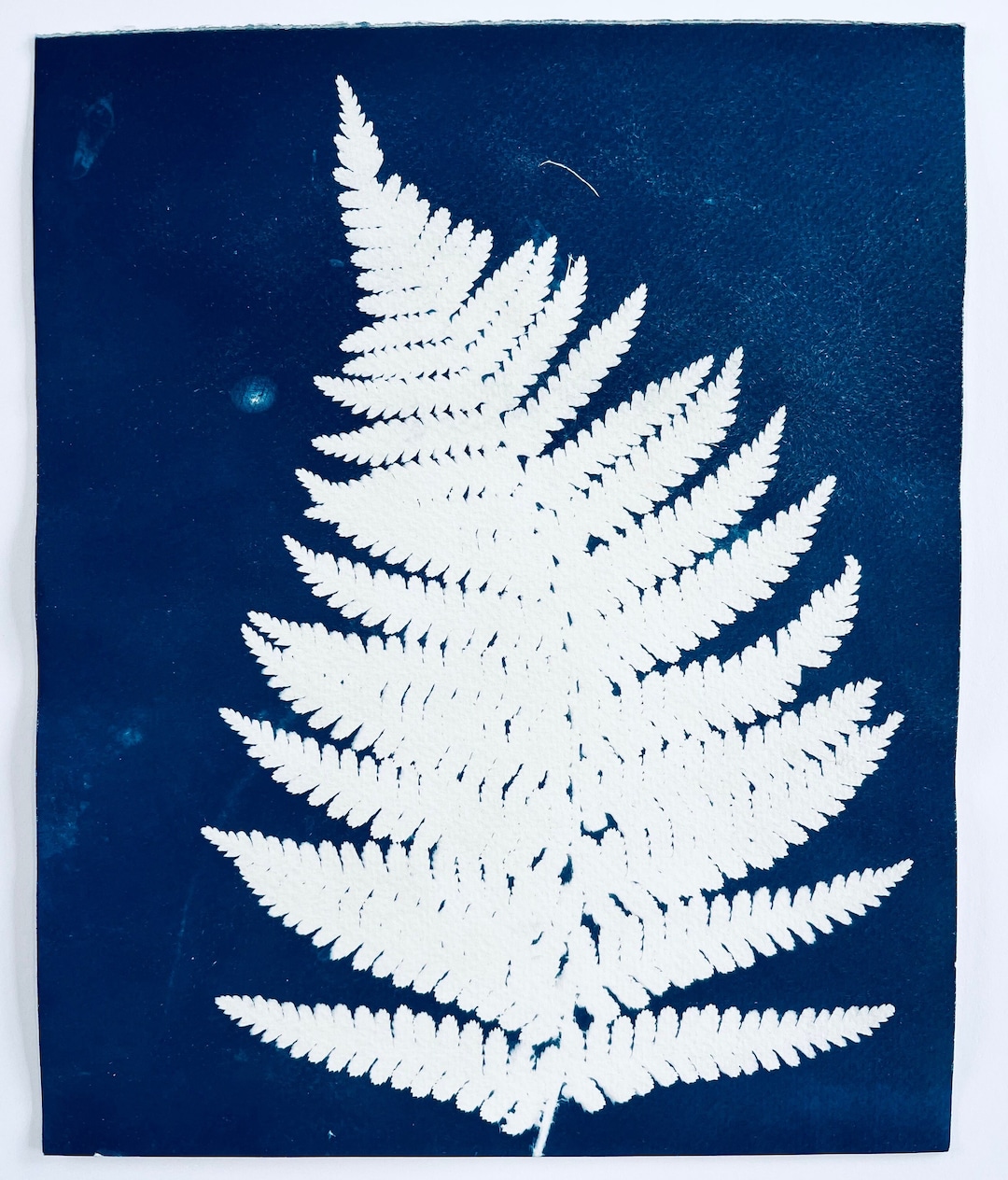 Fern Cyanotype 8 X 10 Inches - Etsy