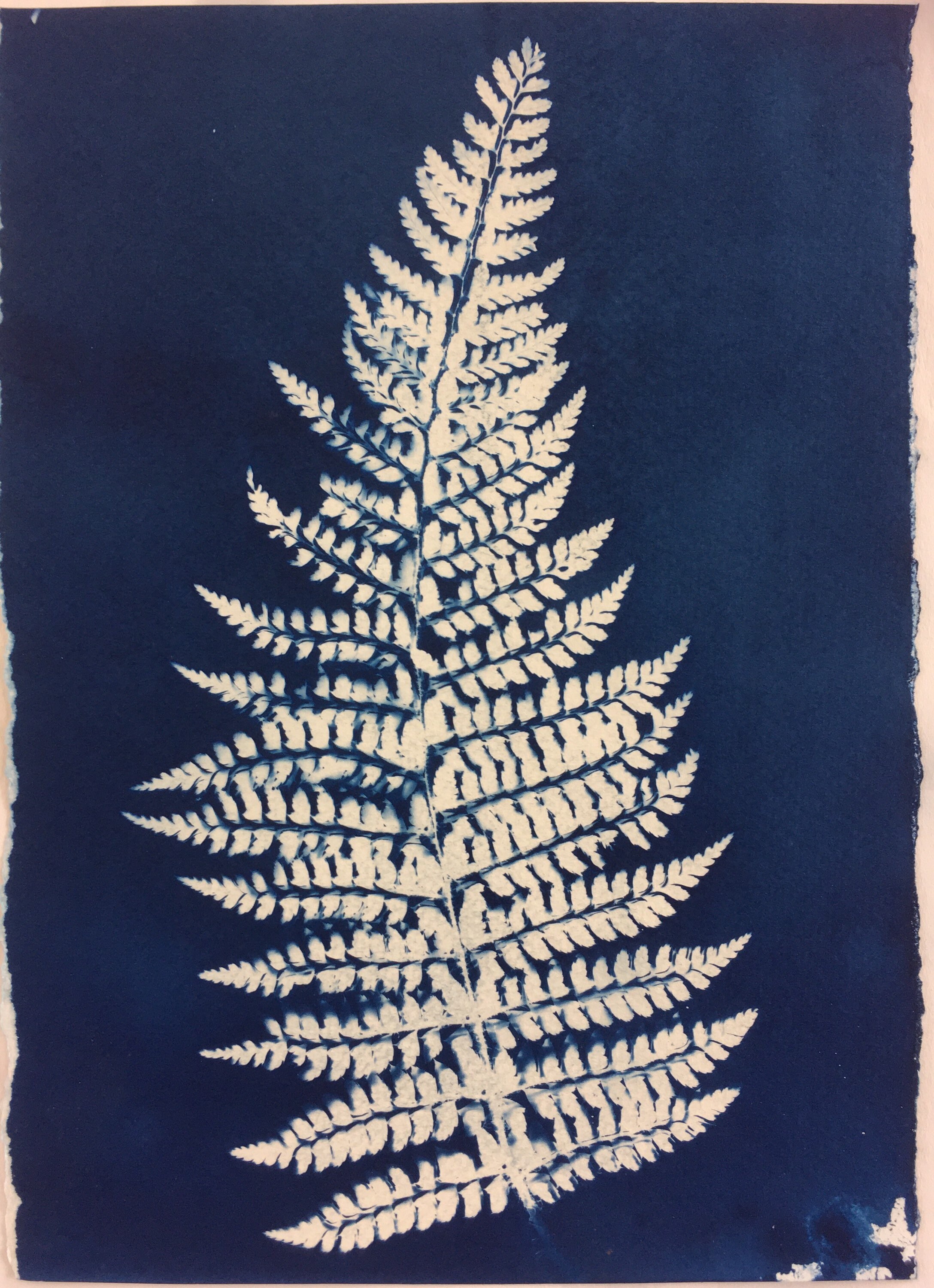 Small Fern Leaf Cyanotype - Etsy