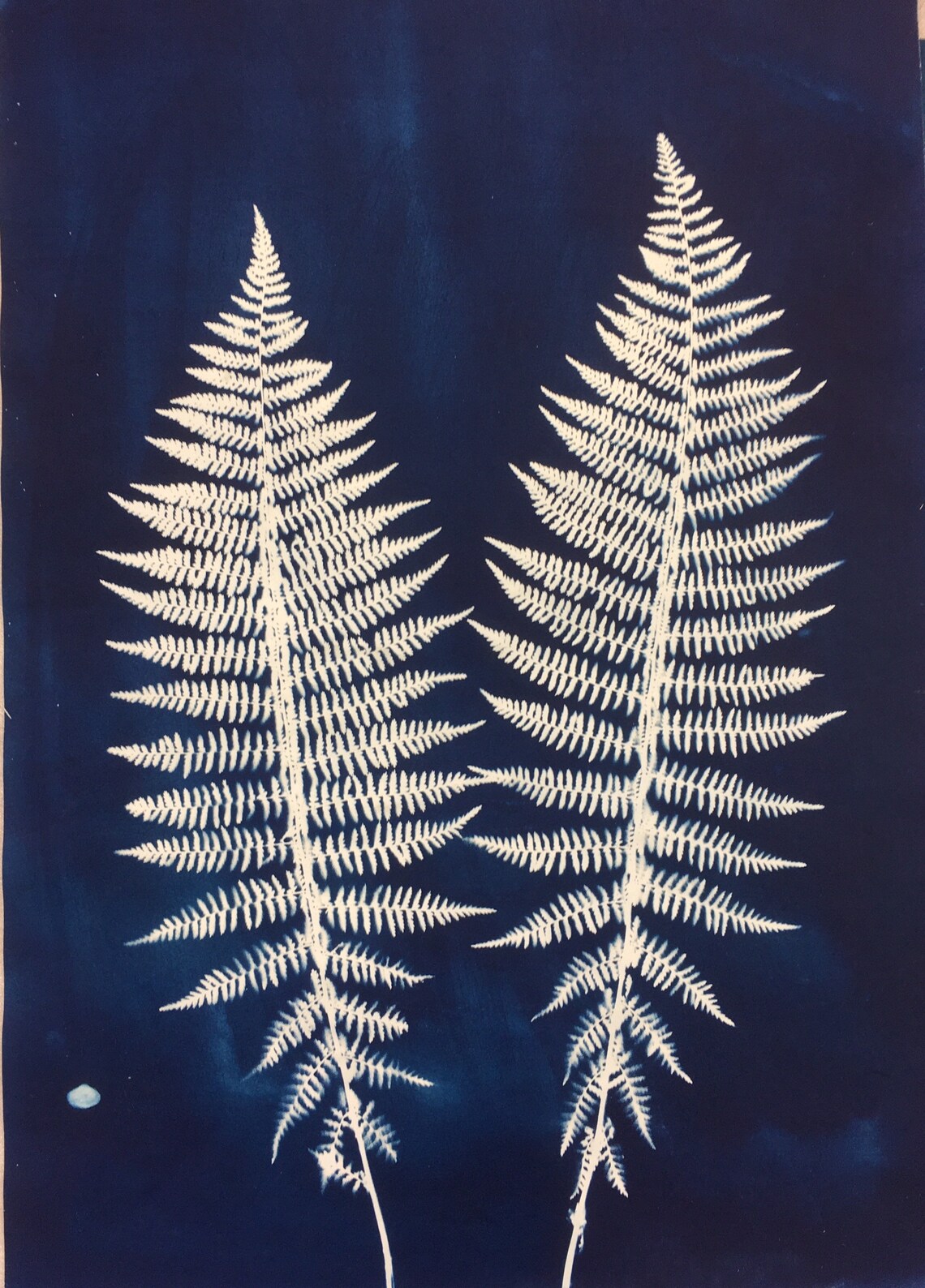 Double Fern Cyanotype - Etsy