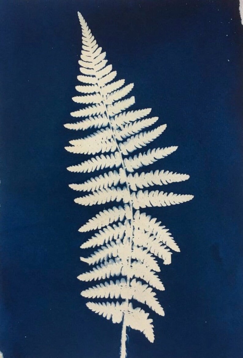 Small Fern Leaf Cyanotype - Etsy