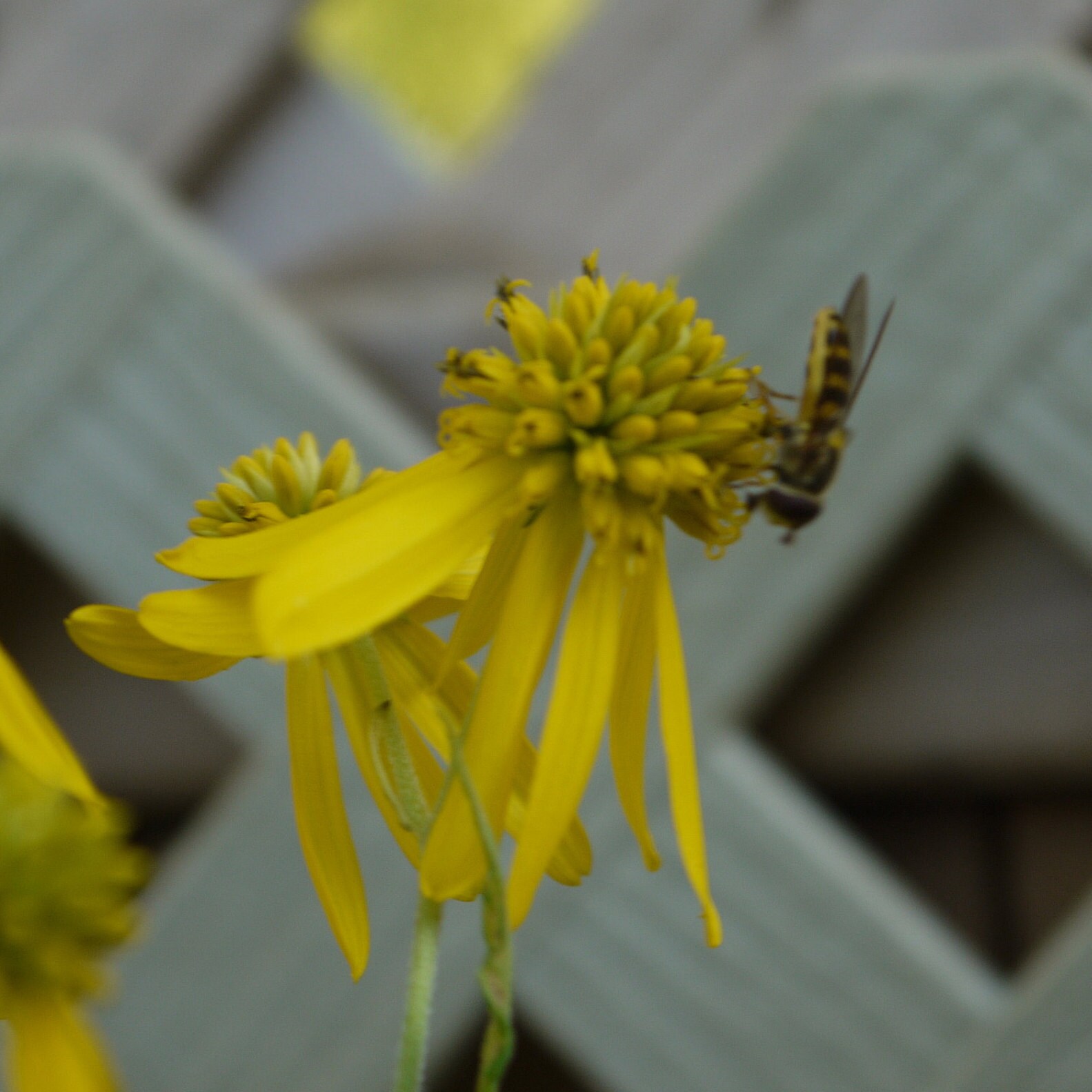 Wingstem Seeds - Etsy Canada