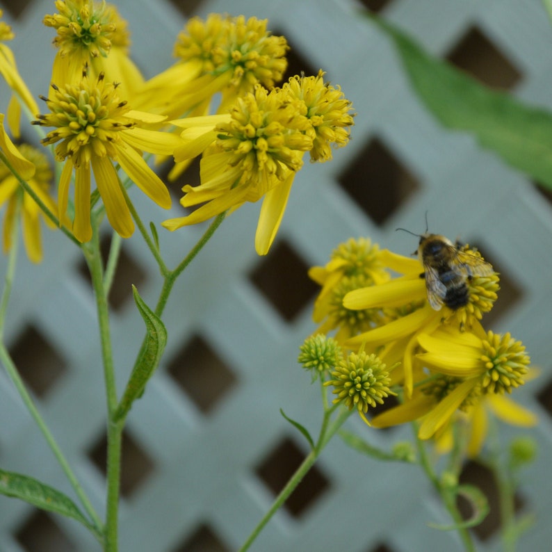 Wingstem Seeds - Etsy Canada
