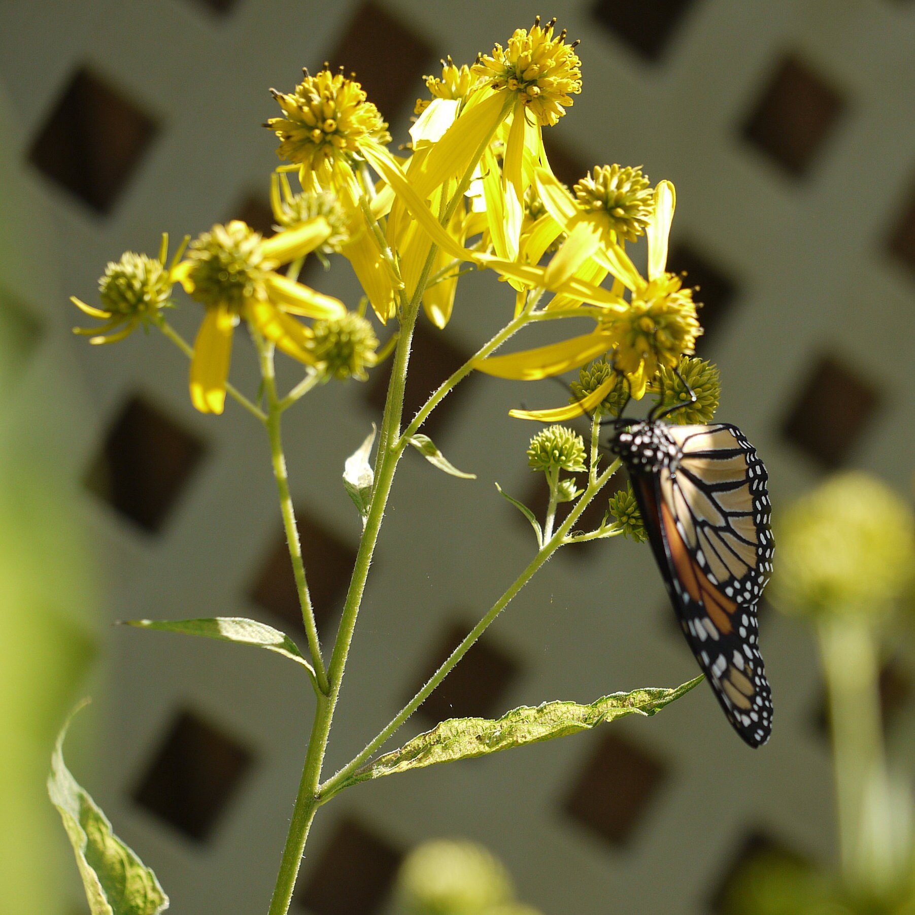 Wingstem Seeds - Etsy Canada