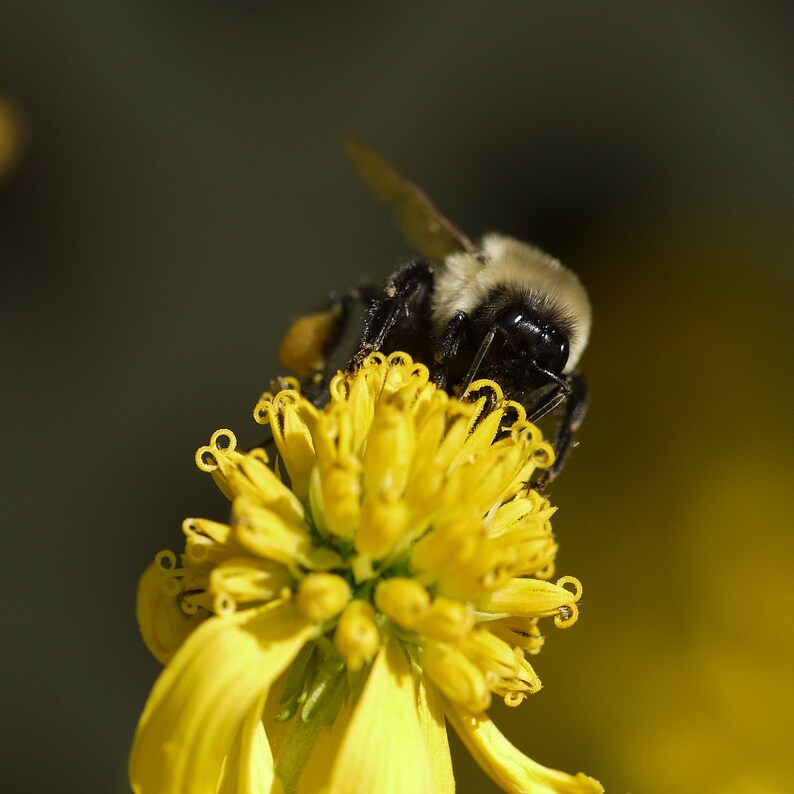 Wingstem Seeds - Etsy Canada