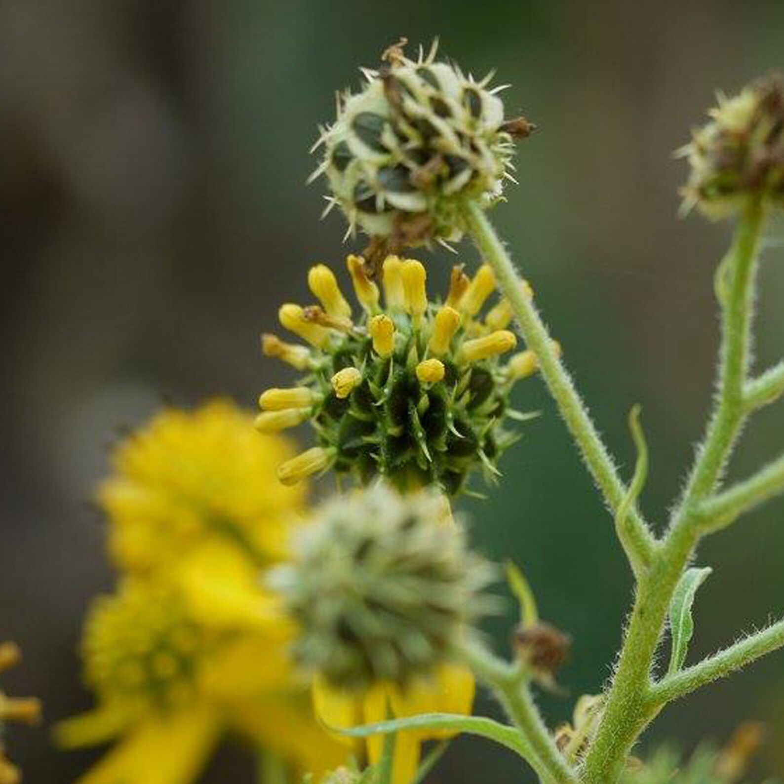 Wingstem Seeds - Etsy Canada