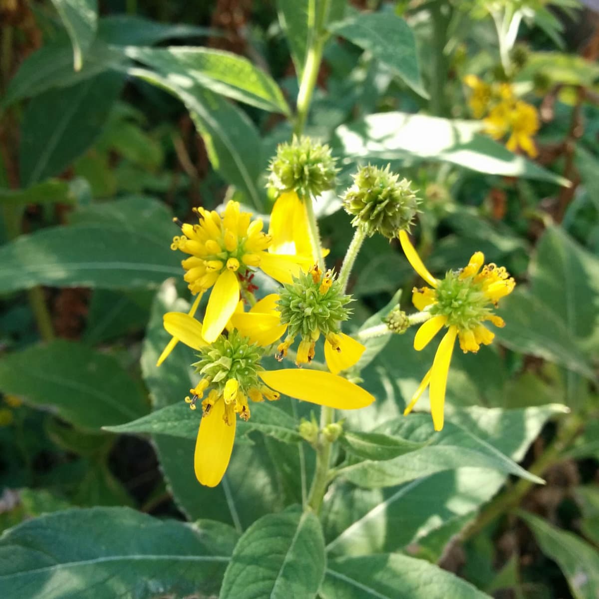 Wingstem Seeds - Etsy Canada