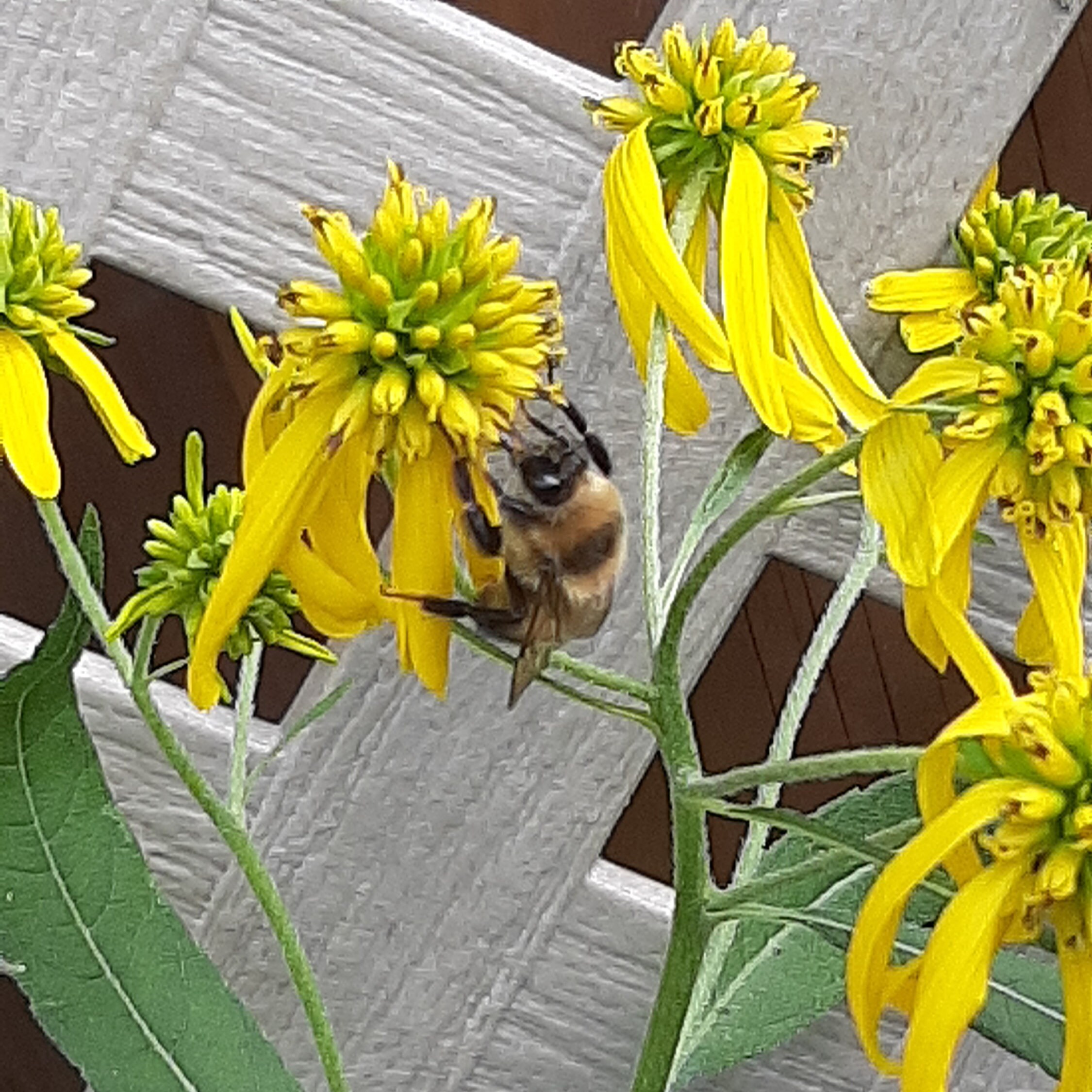 Wingstem Seeds - Etsy Canada