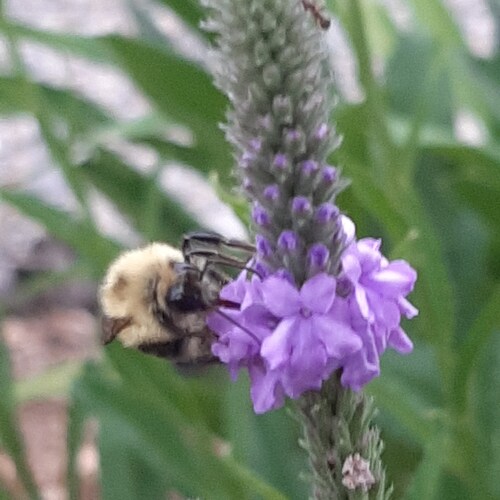 100 English Daisy Bellis Rose Flower Seeds Bellis Perennis | Etsy UK