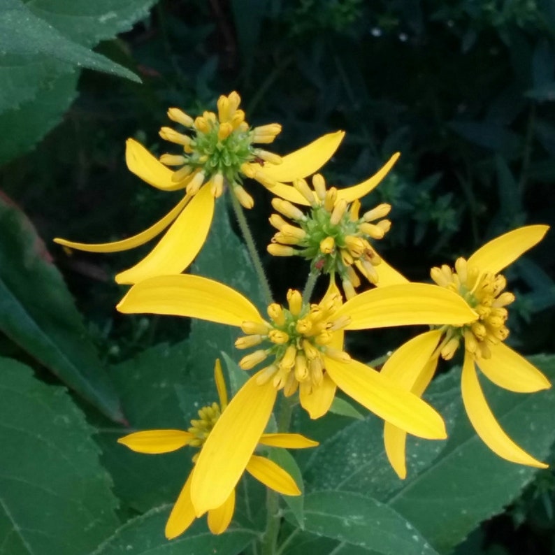 Wingstem Seeds - Etsy Canada