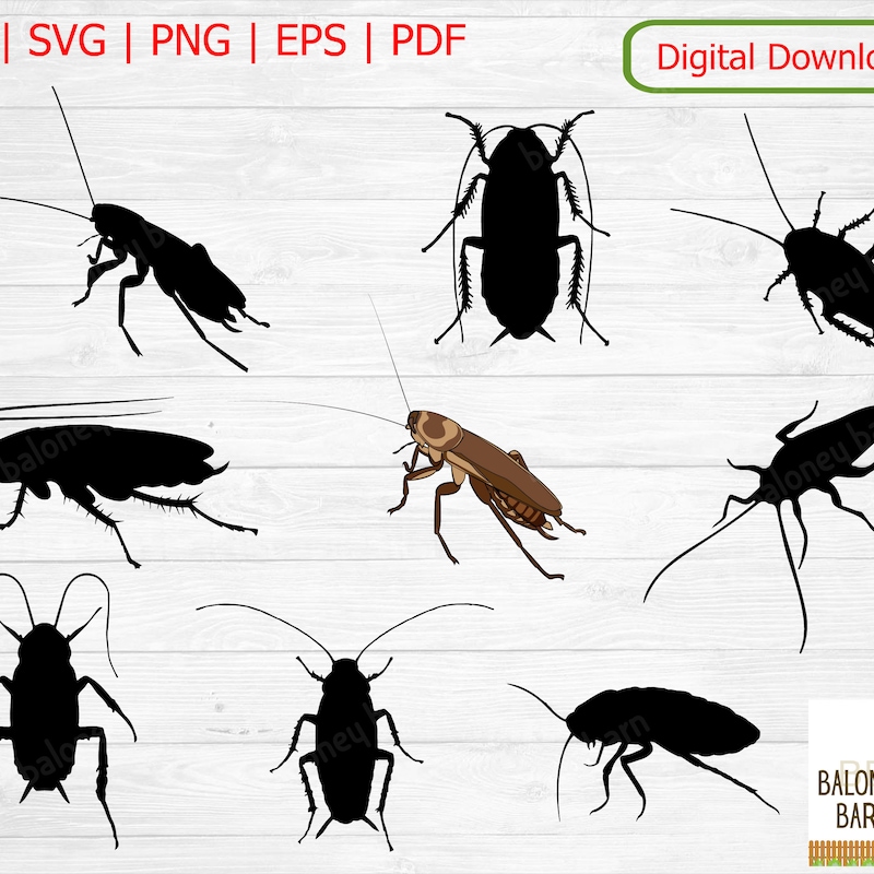 Cockroach - Etsy
