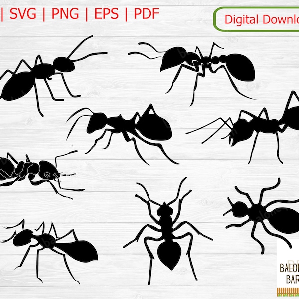 Insect Clipart - Etsy