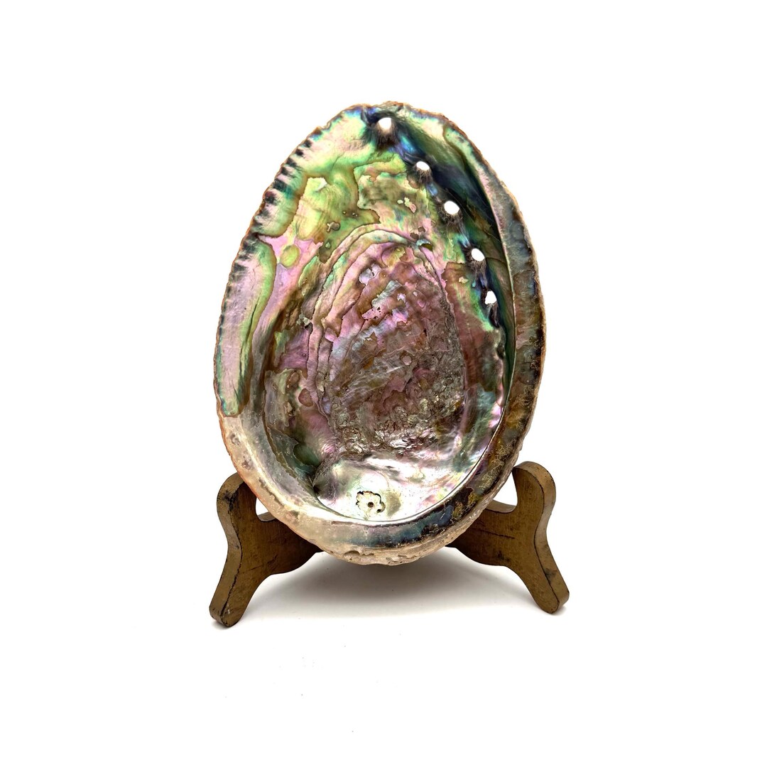 Abalone Shell, Pink and Green, Natural Ocean Shell, Coastal Theme ...