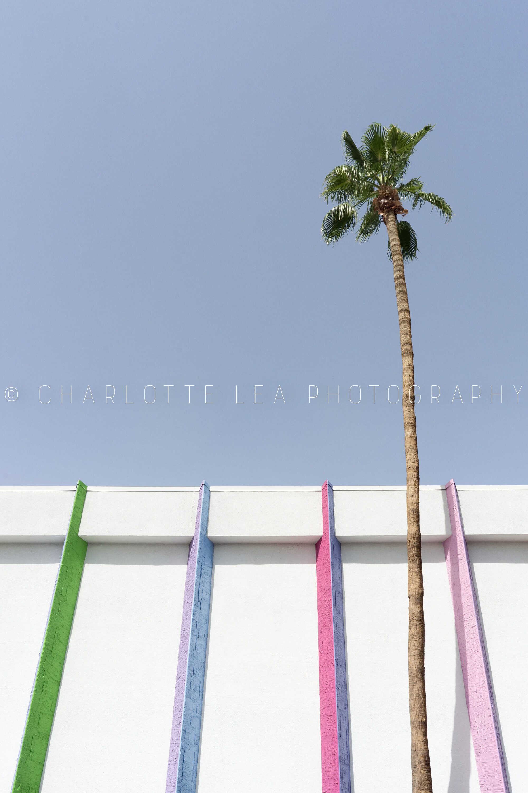 Palm Springs Color Palm Tree Photograph, Retro California Photography ...