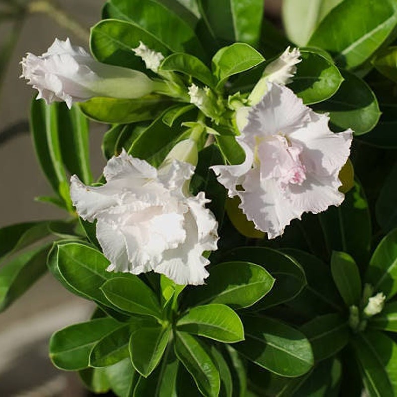 Desert Rose Plant - Etsy