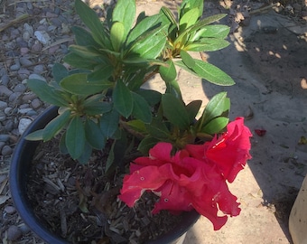 Red Formosa Azalea 1 Live Plant TLMAGIC - Etsy