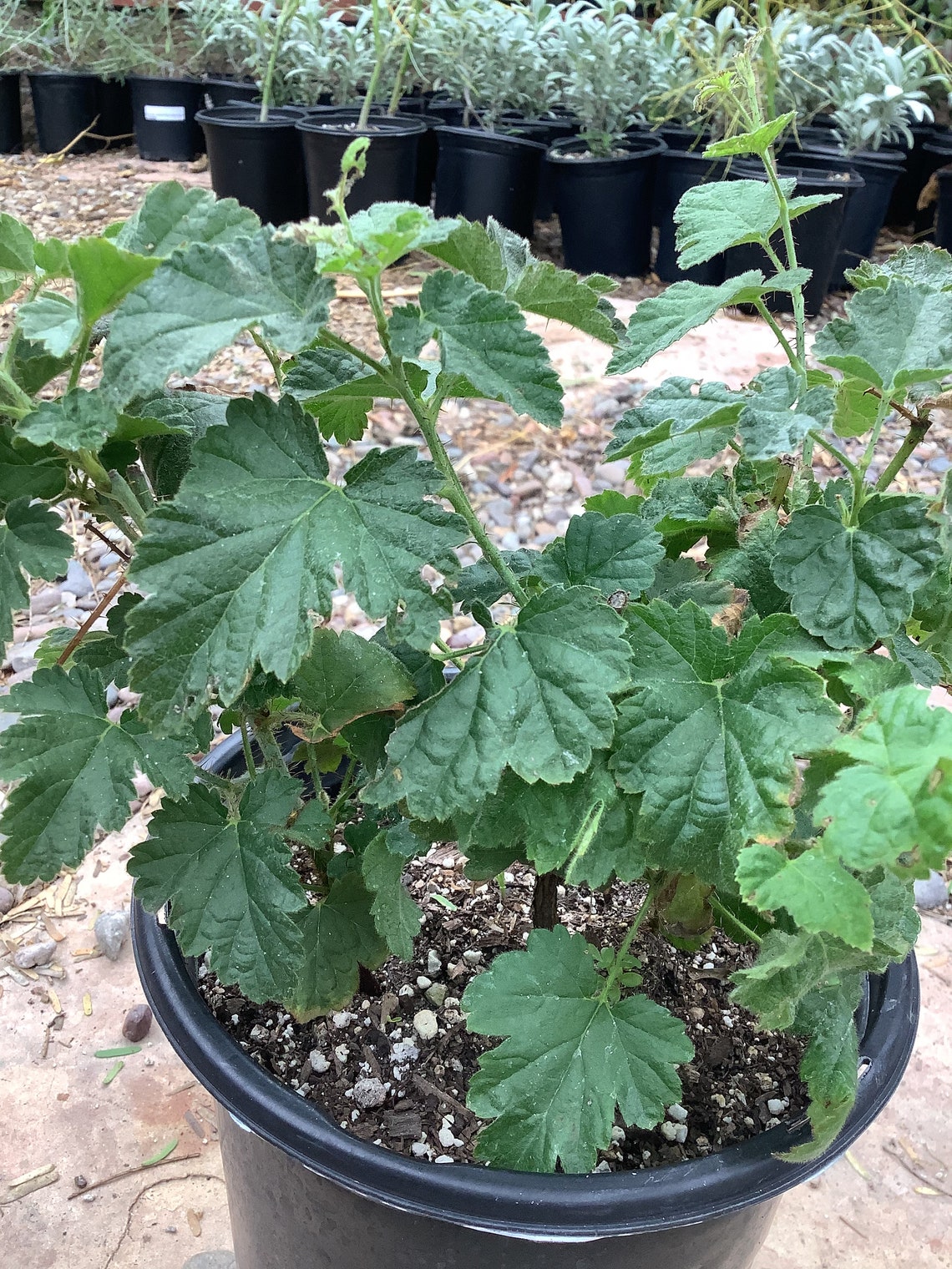 Kiowa Upright Blackberry Plant One Gallon - Etsy