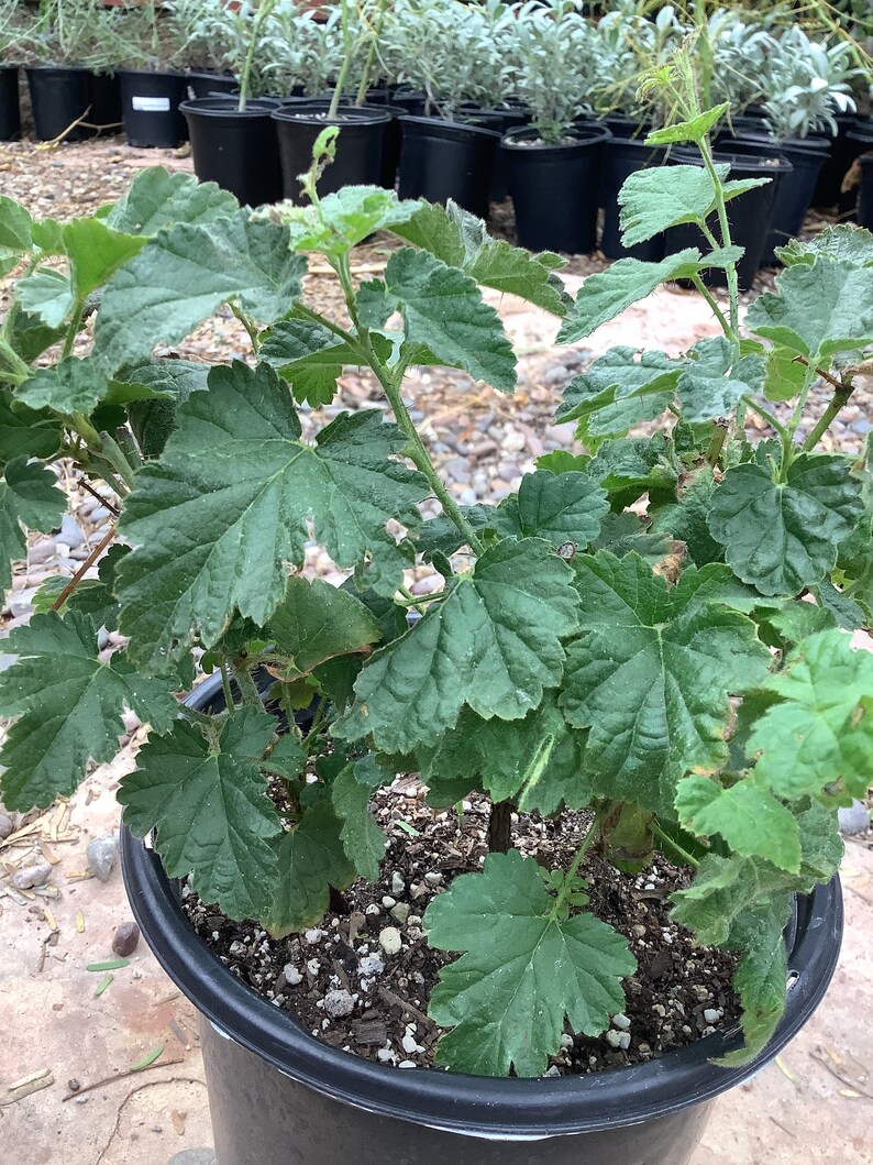 Kiowa Upright Blackberry Plant One Gallon - Etsy