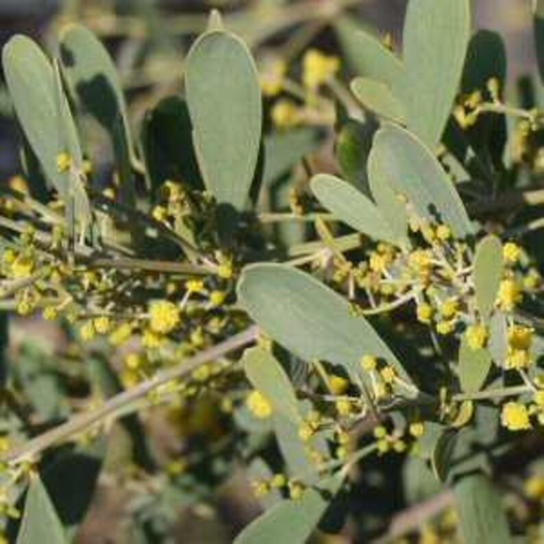 Low Boy Prostrate Acacia Plant One Gallon Size - Etsy