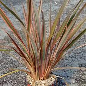 Phormium Tenax Amazing Red New Zealand Flax Plant One Gallon - Etsy
