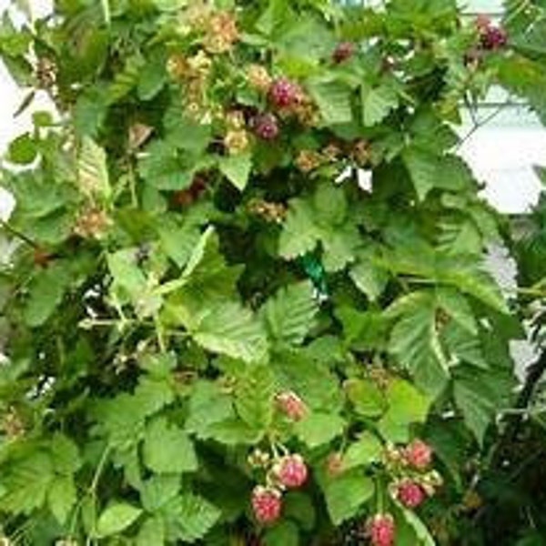 Boysenberry Plant - Etsy