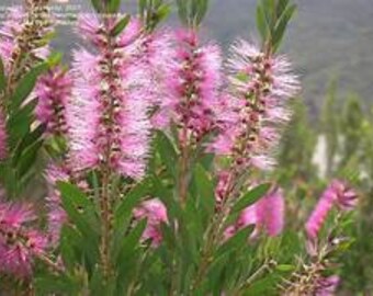 Bottlebrush Trees | Etsy