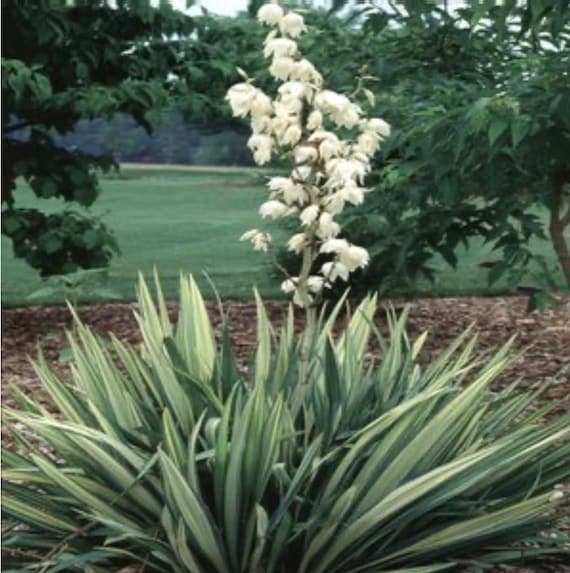 Spanish Bayonet Photo Of The Fruit Of Spanish Bayonet (Yucca Aloifolia