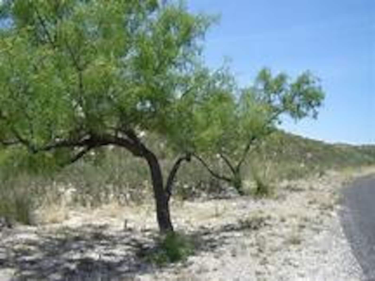 Chilean mesquite Tree Prosopis chilensis | Etsy