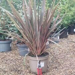 Phormium Tenax Amazing Red New Zealand Flax Plant One Gallon - Etsy