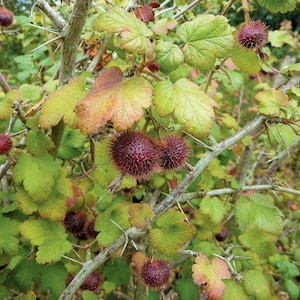 Canyon Gooseberry Ribes Menziesii Plant - Etsy