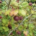 Canyon Gooseberry Ribes Menziesii Plant - Etsy