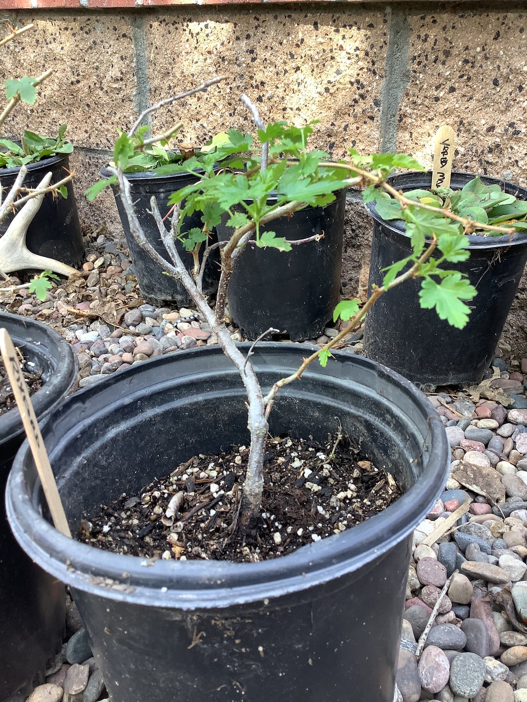 Canyon Gooseberry Ribes Menziesii Plant - Etsy