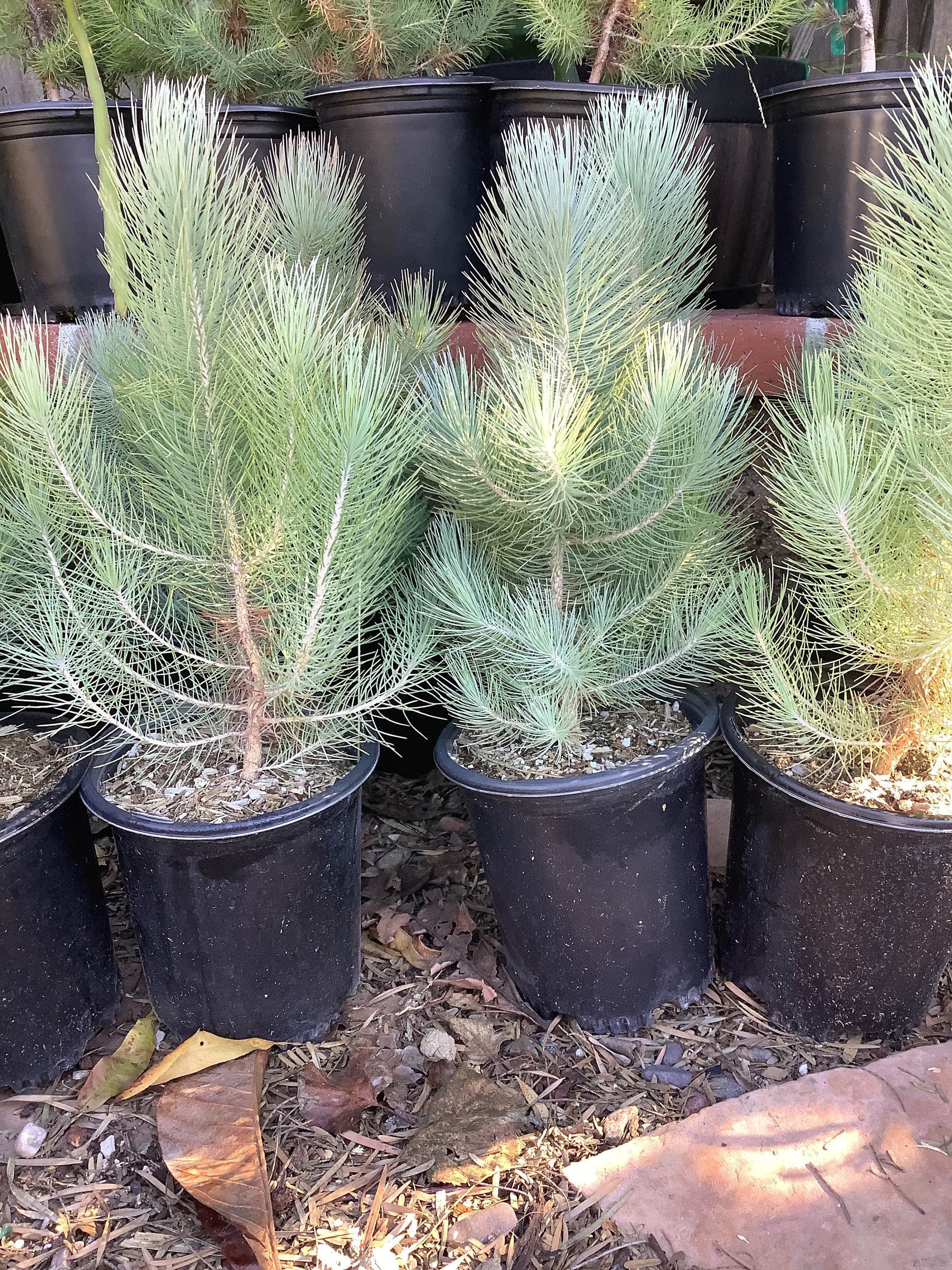 Pinus Canariensis