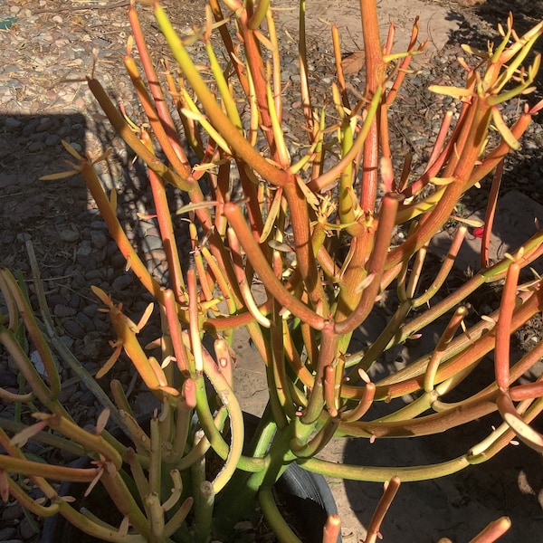 Fire Sticks Succulent - Etsy