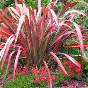 Phormium Tenax Amazing Red New Zealand Flax Plant One Gallon - Etsy
