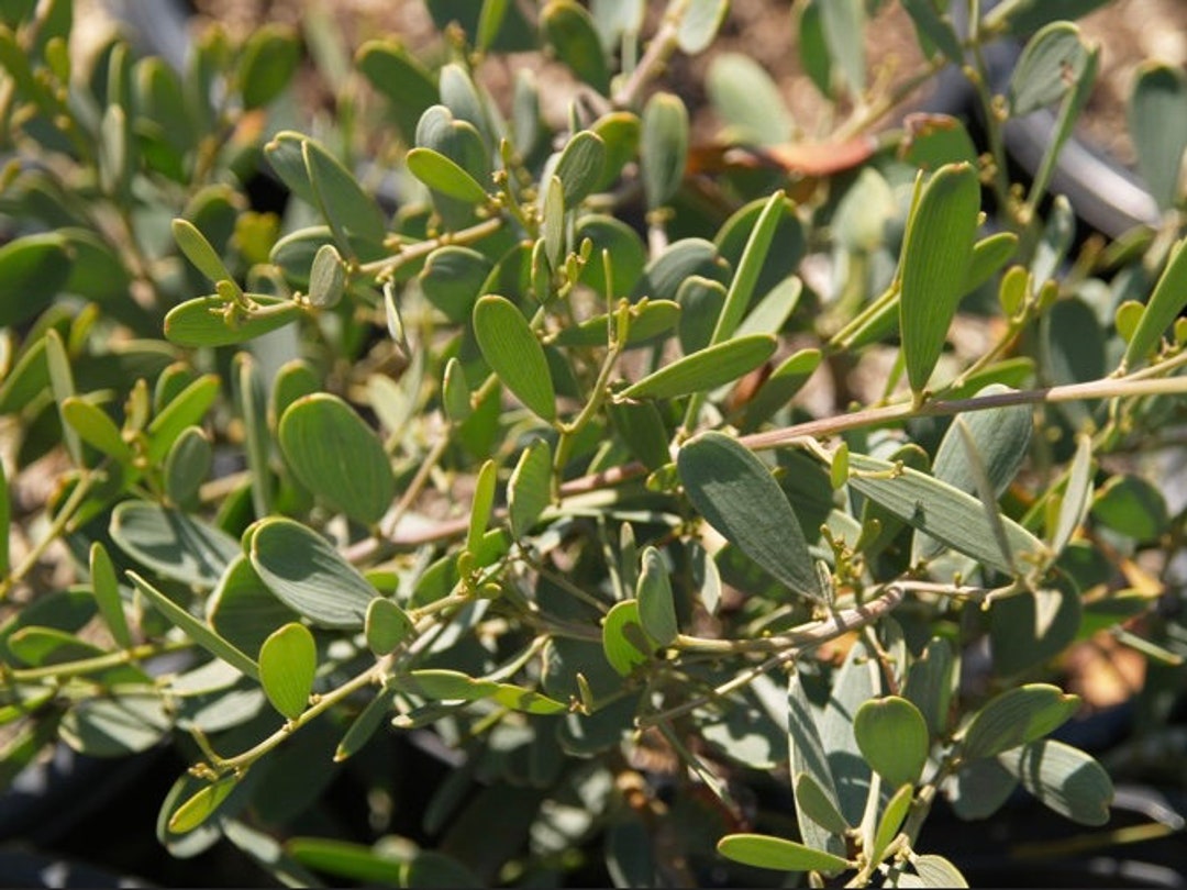 Low Boy Prostrate Acacia Plant One Gallon Size - Etsy