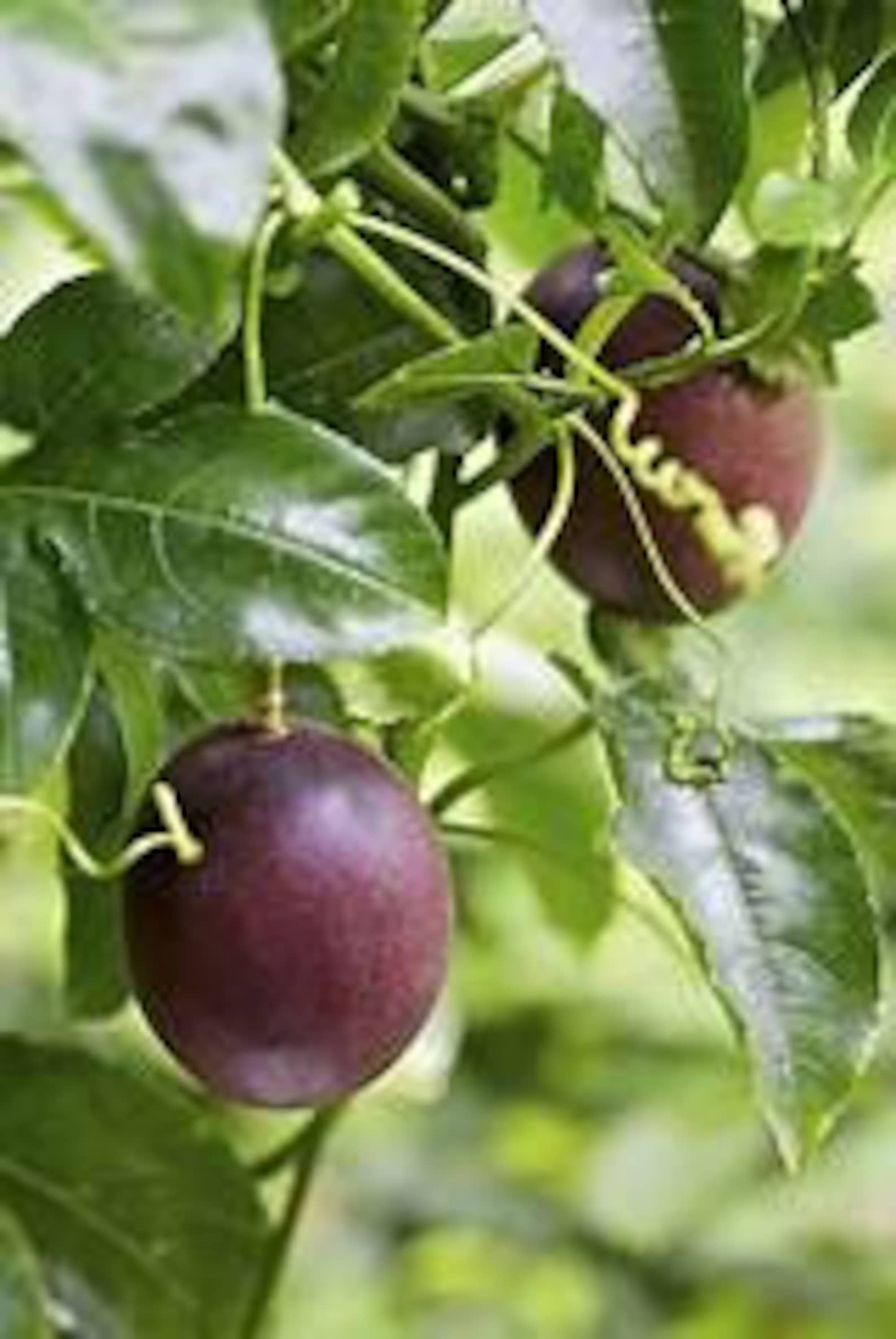 4 Purple Possum Passiflora Edulis Passion Fruit Plants Etsy