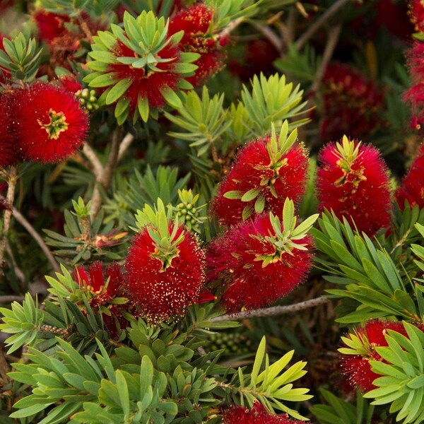 Bottlebrush Trees - Etsy