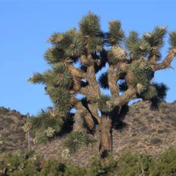 Joshua Tree Plant - Etsy