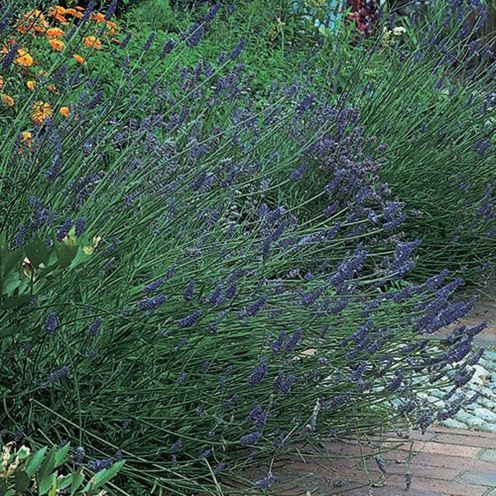 Common English Lavender Lavandula Angustifolia Plant - Etsy