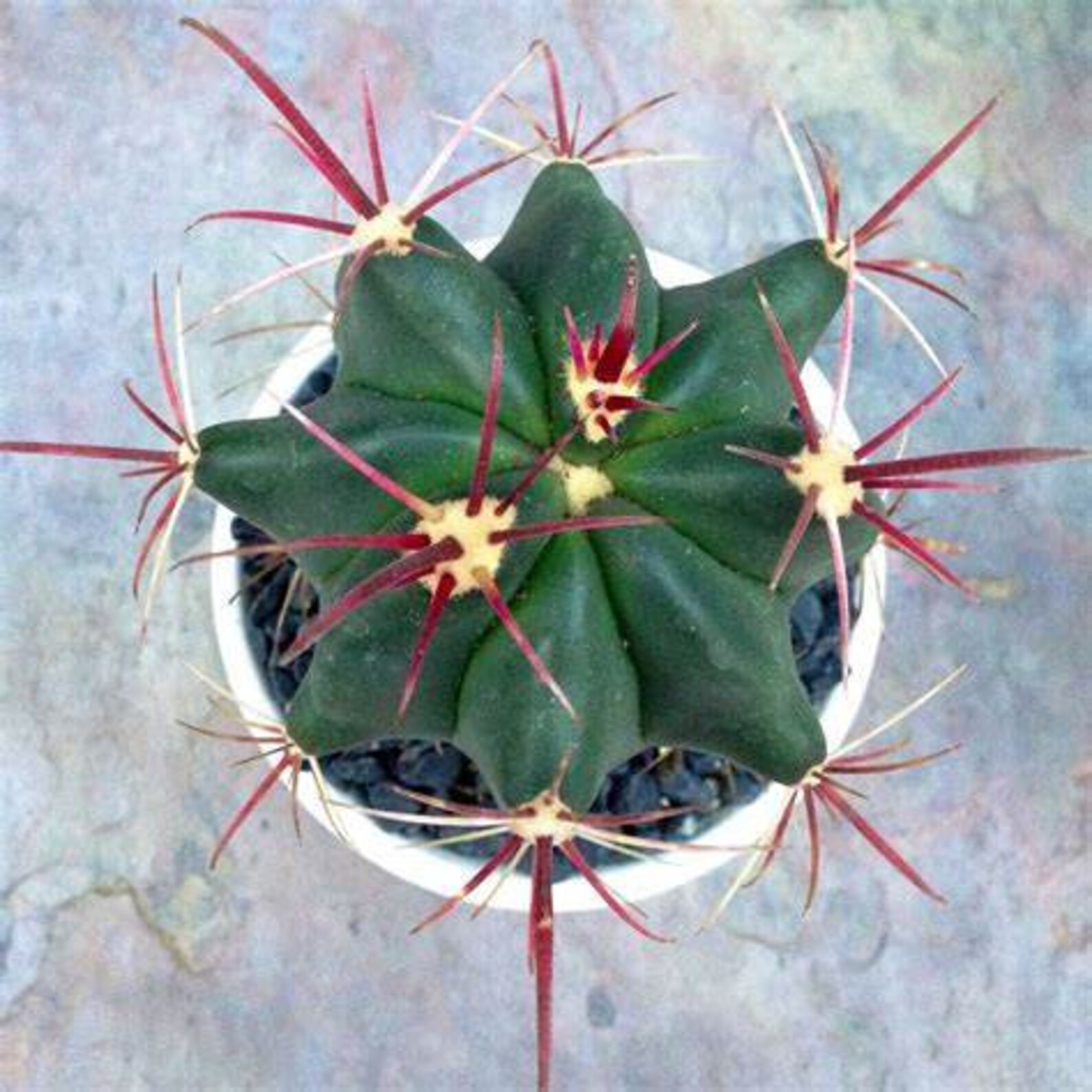 Ferocactus Gracilis Fire Barrel Cactus Plant Rooted - Etsy