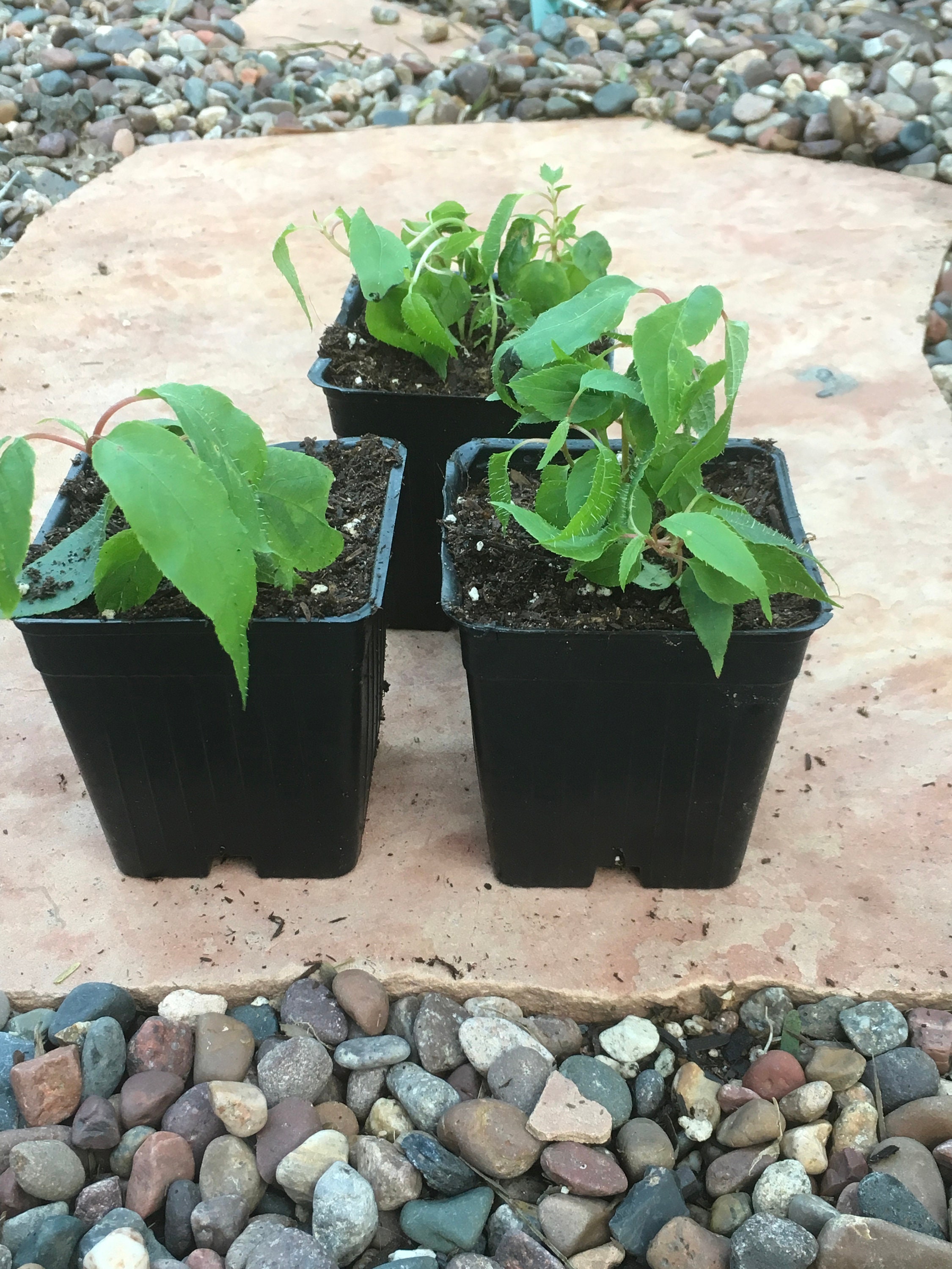 Golden Kiwi Plant - Etsy