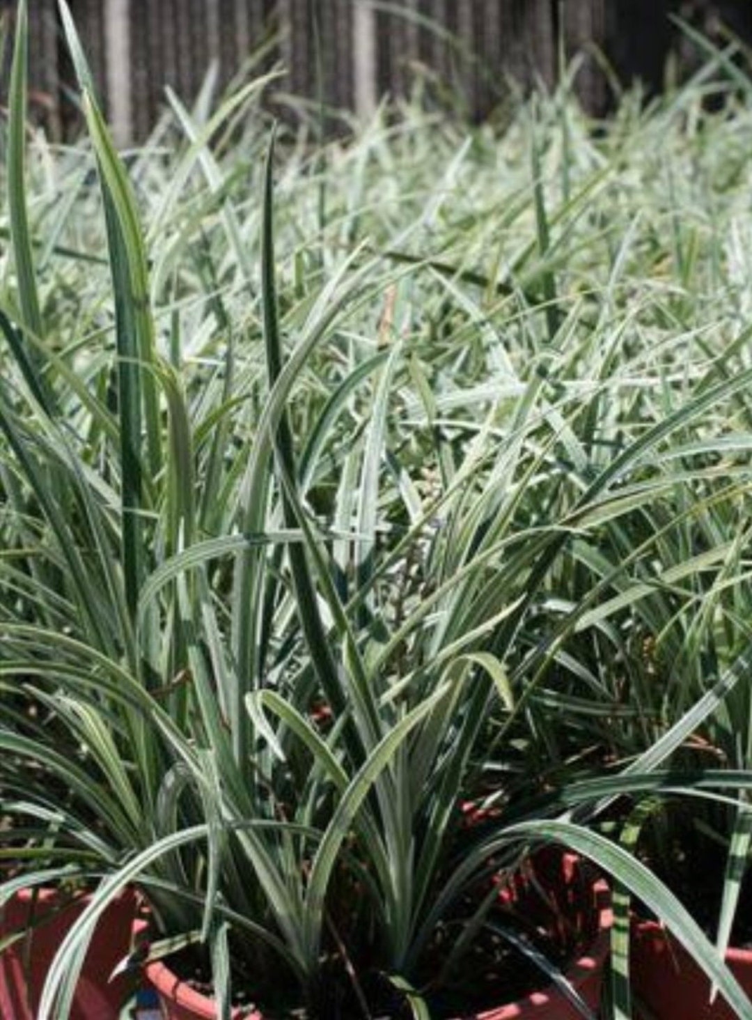 Silver Dragon Creeping Lily Turf Liriope Spicata Plant One Gallon Size ...