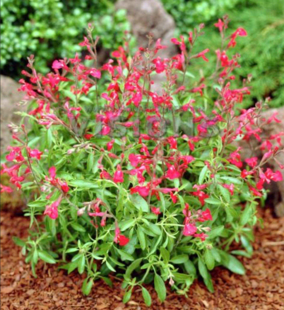 Salvia Greggii Lipstick Autumn Sage One Gallon Size - Etsy