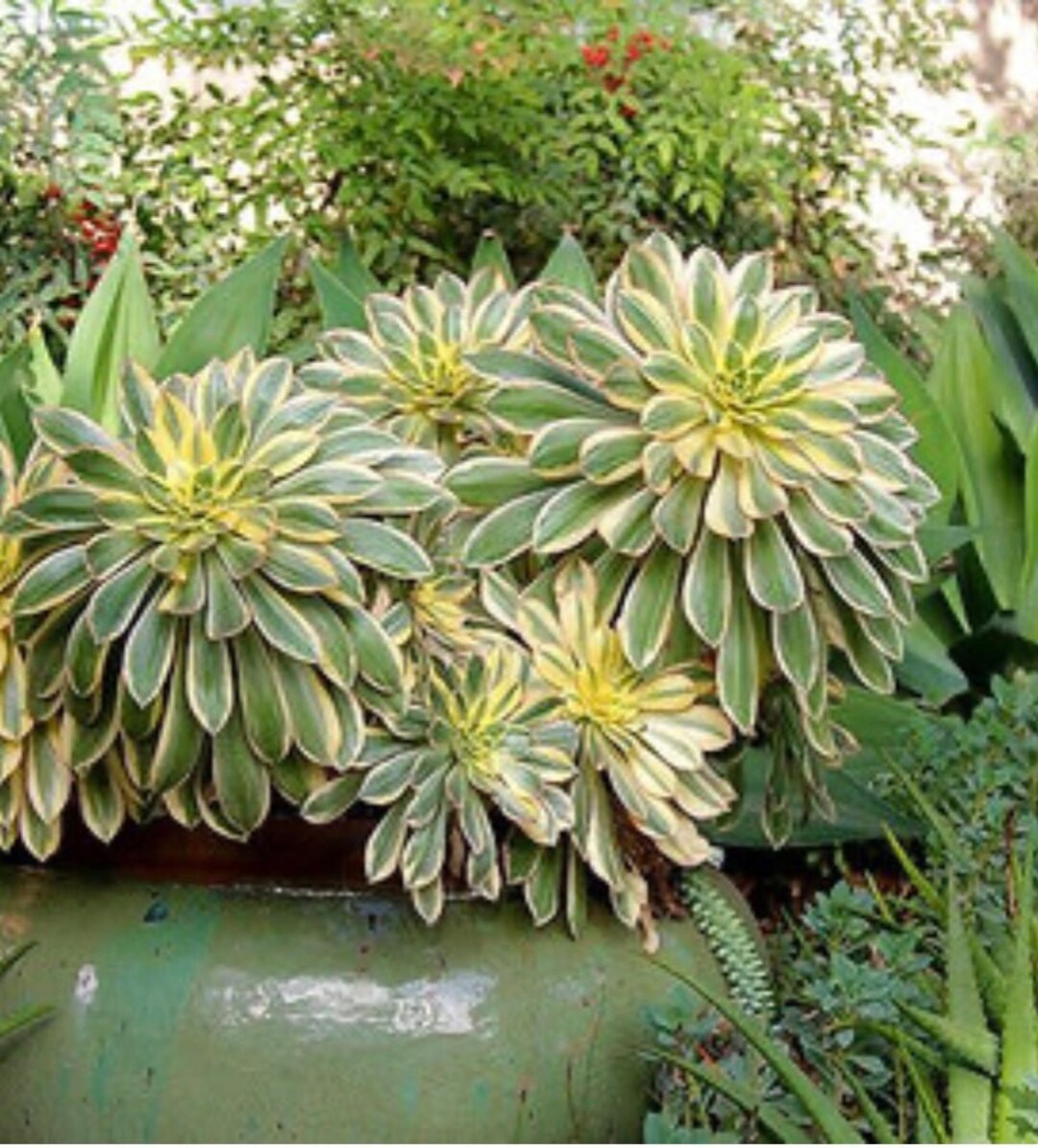 Sunburst Tree Houseleeks Aeoniums Aboreum Plant One Gallon Size - Etsy