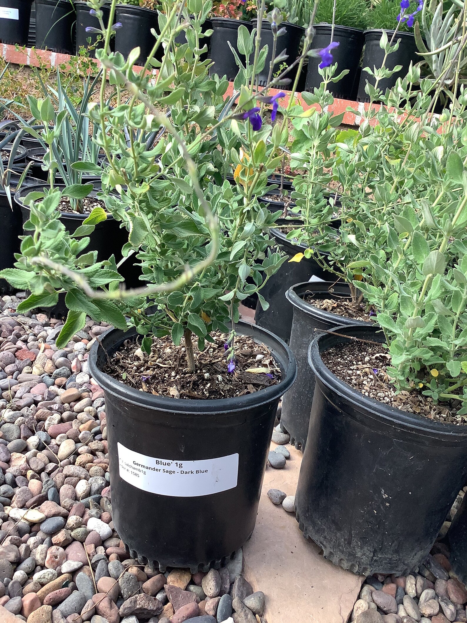 Salvia Chamaedryoides 'marine Blue' Germander Sage | Etsy