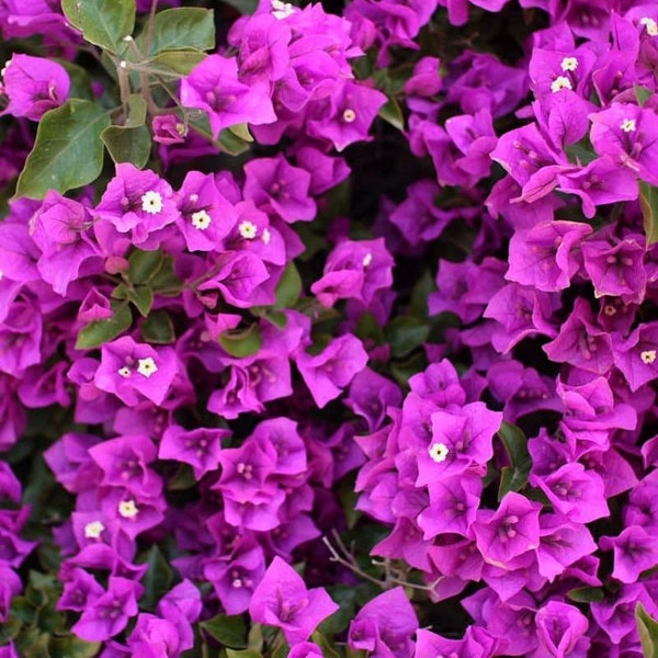Bougainvillea - Etsy